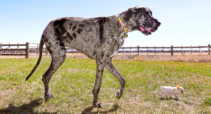 World's Tallest and Smallest Dogs Meet and Play! | Engoo 每日新聞