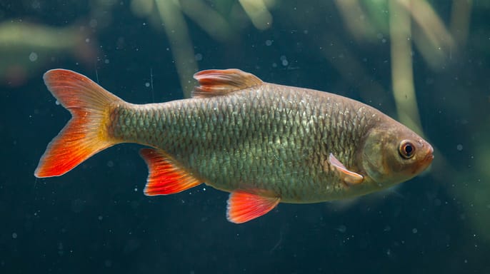 Ring the 'Fish Doorbell' and Help a Fish in the Netherlands | Engoo 每日新聞