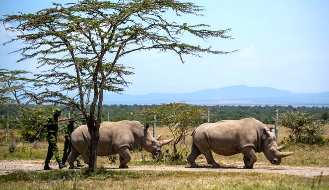 World's First Embryo Transfer Could Save Rhino Subspecies | Engoo Daily ...