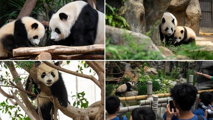 Meet Jia Jia and De De, Hong Kong's Panda Cubs | DMM英会話 デイリーニュース