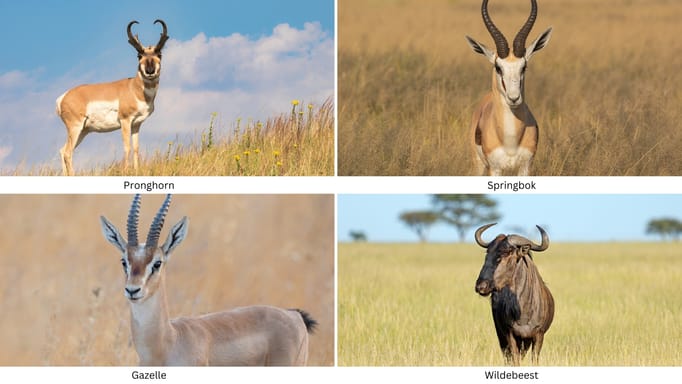 World's Fastest Land Animals — And Why They're Fast | Engoo Daily News