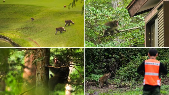 The People Chasing Monkeys Out of Japan's Villages | Engoo Daily News