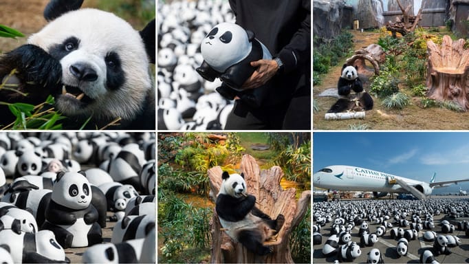 Hong Kong Celebrates Panda Cubs with 2,500 Sculptures | Engoo 每日新闻