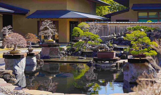 Saitama Bonsai Museum Reopens Ready for Summer Heat | Engoo 每日新聞