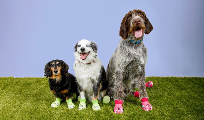 Crocs Releases Matching Shoes for Dogs, Owners | Engoo Daily News