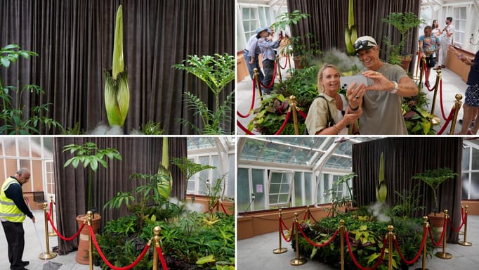 Crowds Gather in Sydney for Smelly Flower | Engoo 每日新聞