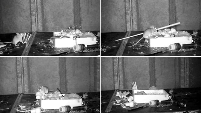 Meet 'Welsh Tidy Mouse': The Animal that Tidies at Night | Engoo Daily News