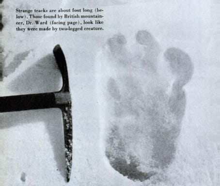 The Mystery of the Yeti: Ape-man of the Himalayas | Engoo 每日新聞