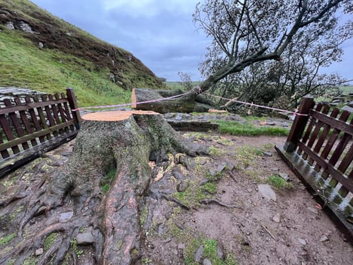 Two Men Charged with Cutting Down Iconic UK Tree | DMM英会話 デイリーニュース