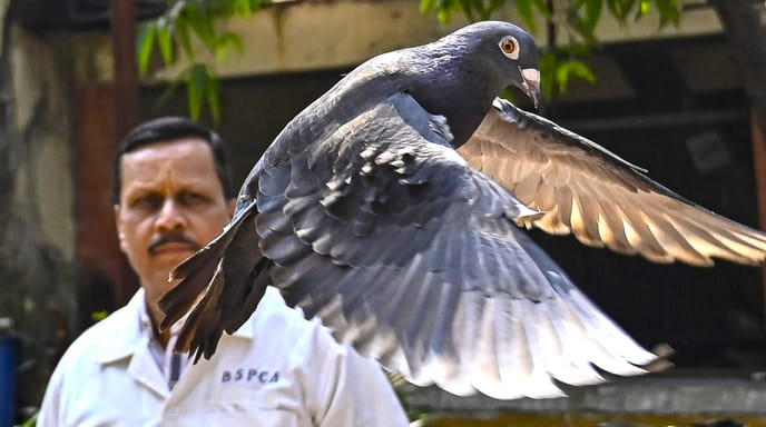 India Releases 'Spying' Pigeon after Eight Months | Engoo Daily News