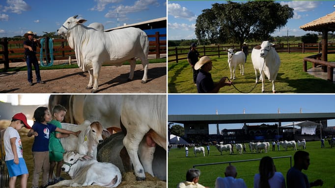Brazil's Viatina-19 Is the World's Most Expensive Cow | Engoo 每日新聞