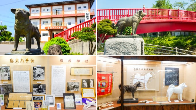Dog Lovers' Delight: Akita Inu Hall in Odate, Japan | Engoo 每日新闻