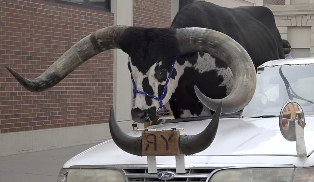 US Police Stop Man with Bull Riding in His Car | Engoo 每日新聞