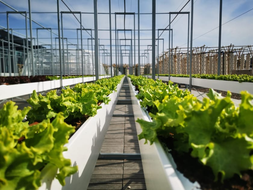 Largest Urban Farm Opens on Roof in Paris | Engoo 每日新闻