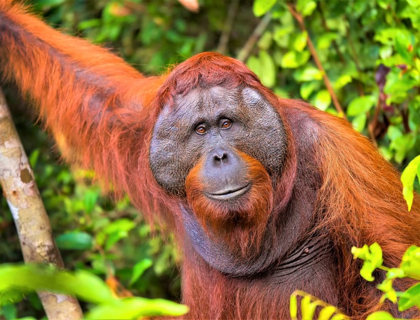 Wildlife Populations Reduced by 69% Since 1970 | Engoo Daily News