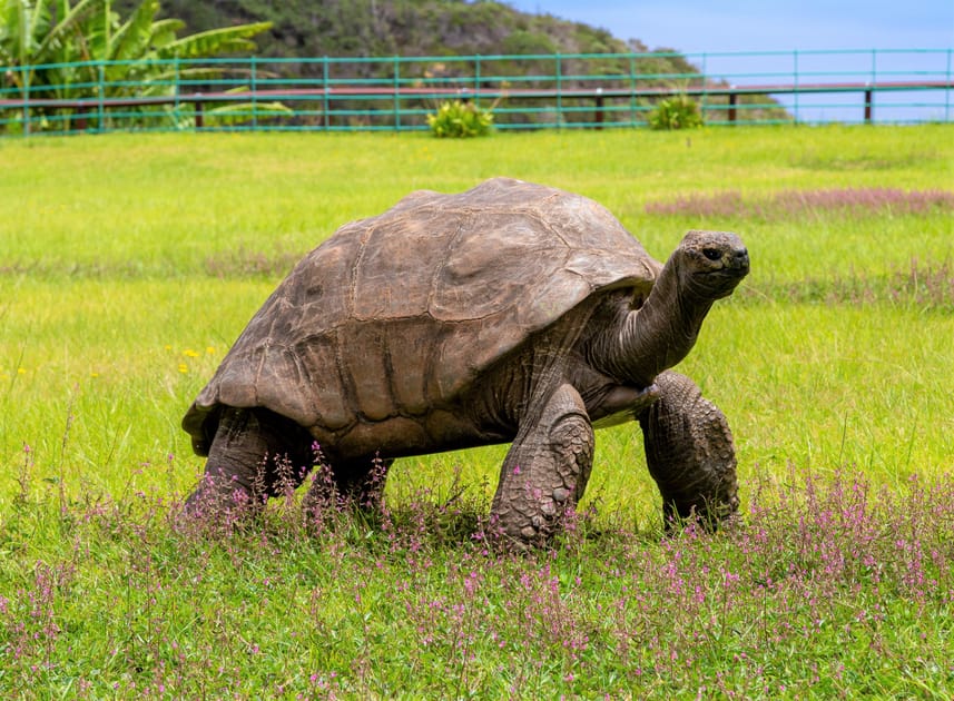 World's Oldest Tortoise Turns 190 | ข่าวประจำวัน Engoo