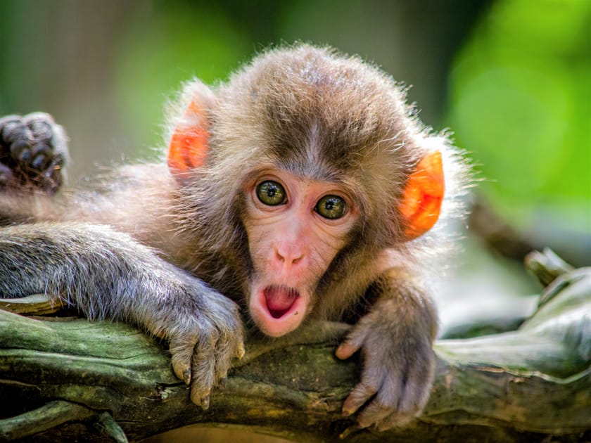 English Phrases for 'Cheeky Monkeys' | Engoo Daily News
