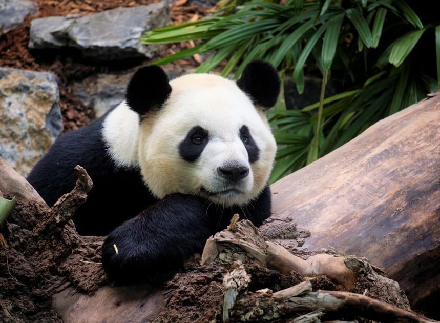 Calgary Zoo to Return Pandas Because of Bamboo Problems | ข่าวประจำวัน ...
