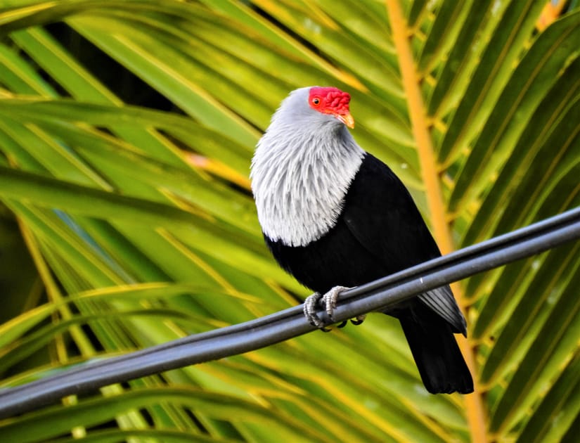 Group Sells $10,000 'Digital Birds' to Help Conservation | Engoo 每日新聞