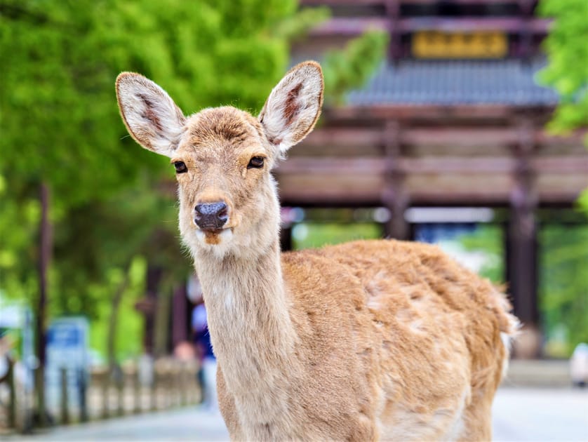 Study: Nara's Deer Bowed Less During COVID Pandemic | DMM英会話 デイリーニュース