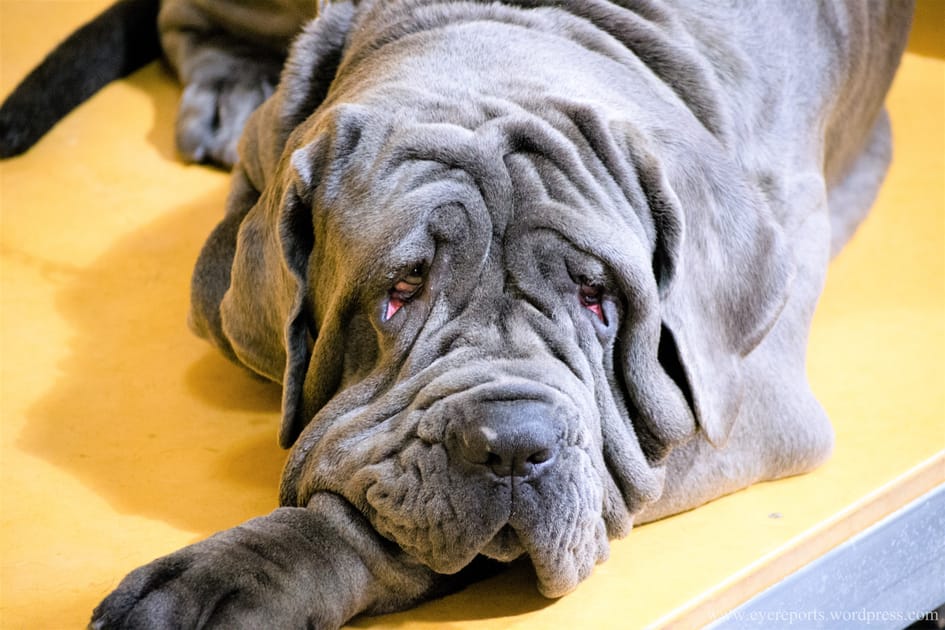 Australian Dog Has Record-Breaking 21 Puppies | Engoo 每日新聞