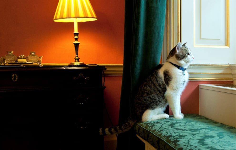 Cat Celebrates 10 Years with British Prime Ministers | Engoo Daily News