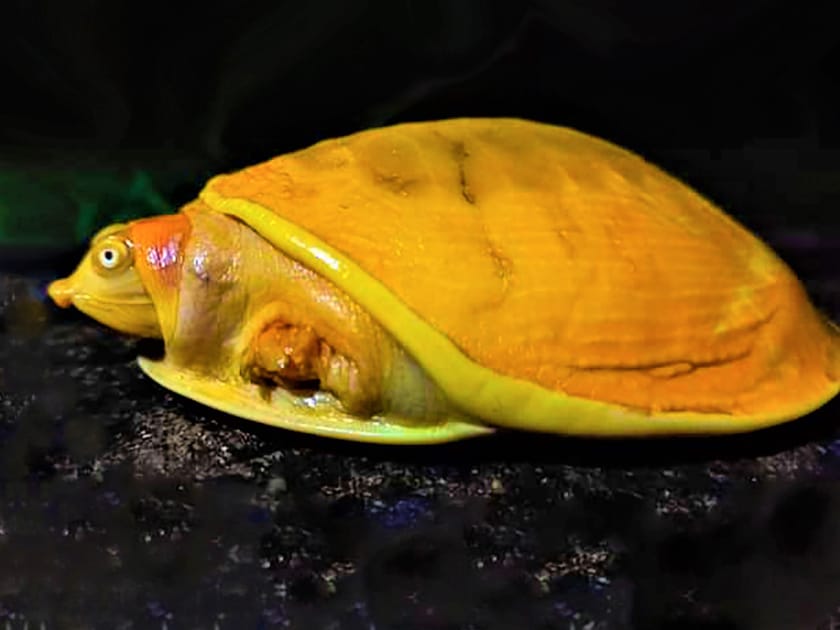 Indian Farmer Discovers Rare Yellow Turtle | Engoo