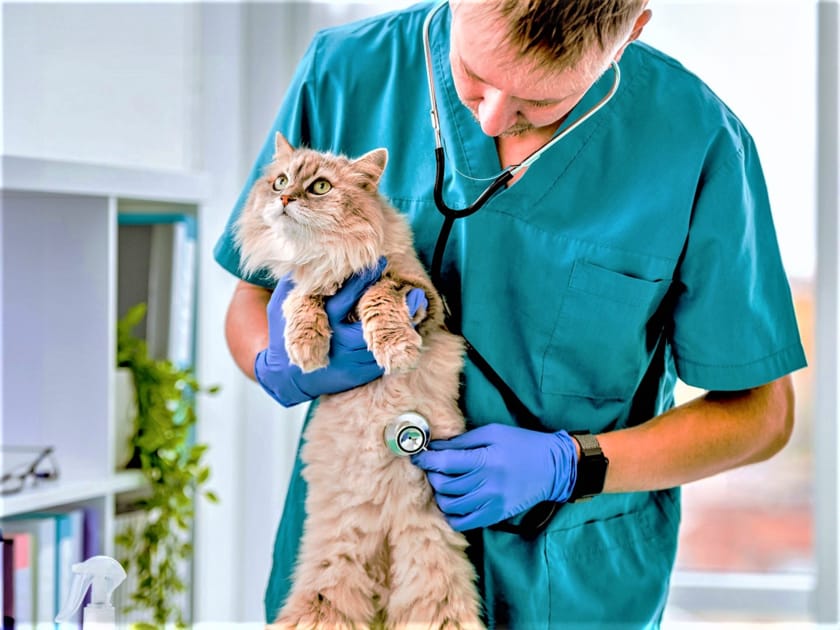 Experts Hope to Open UK's First Blood Bank for Cats | Engoo Daily News