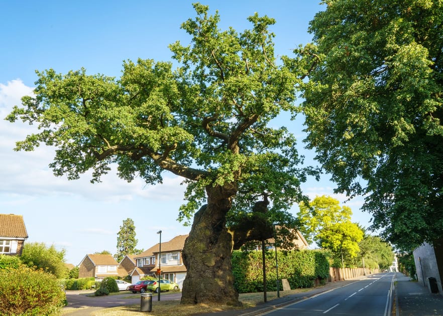 Meet the Trees Competing to Be the UK's 'Tree of the Year' | Engoo ...