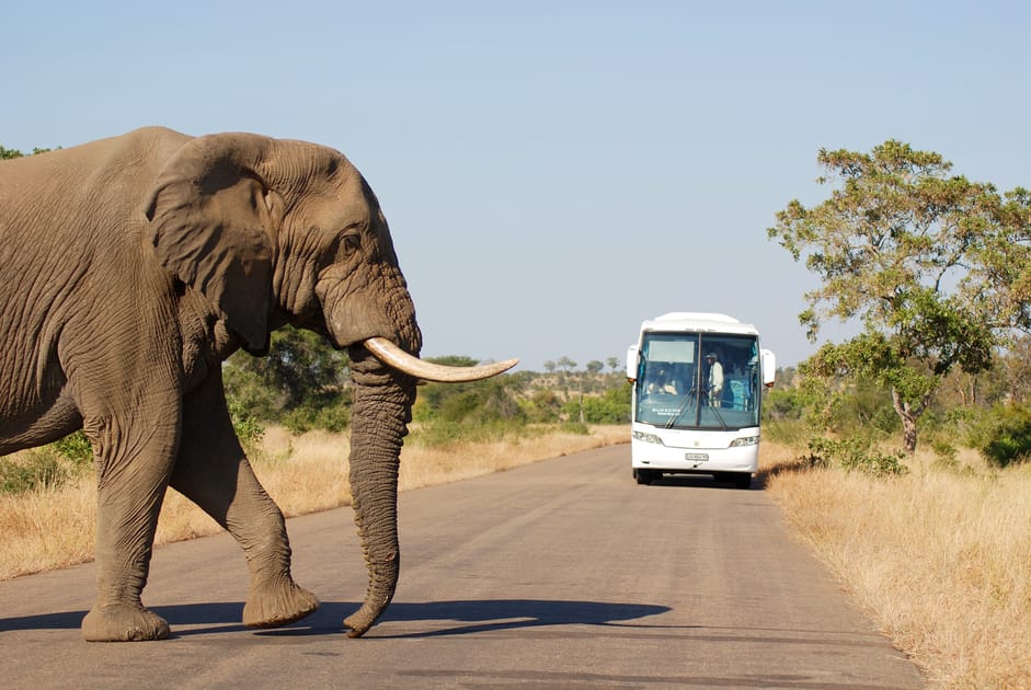 Elephant-Friendly Bus Brings Children to School in Sri Lanka | Engoo 每日新闻