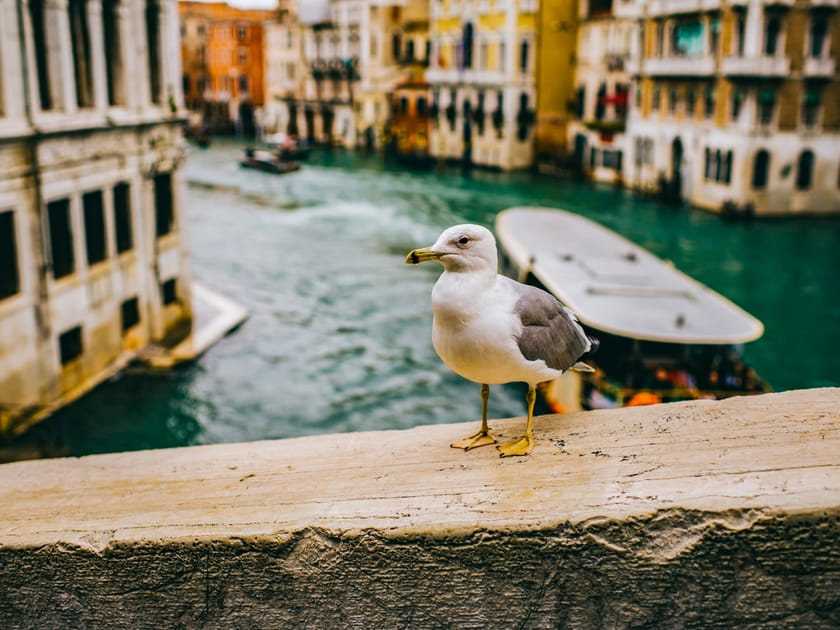 Venice Hotel Guests Given Water Guns to Keep Birds Away | Engoo 每日新聞