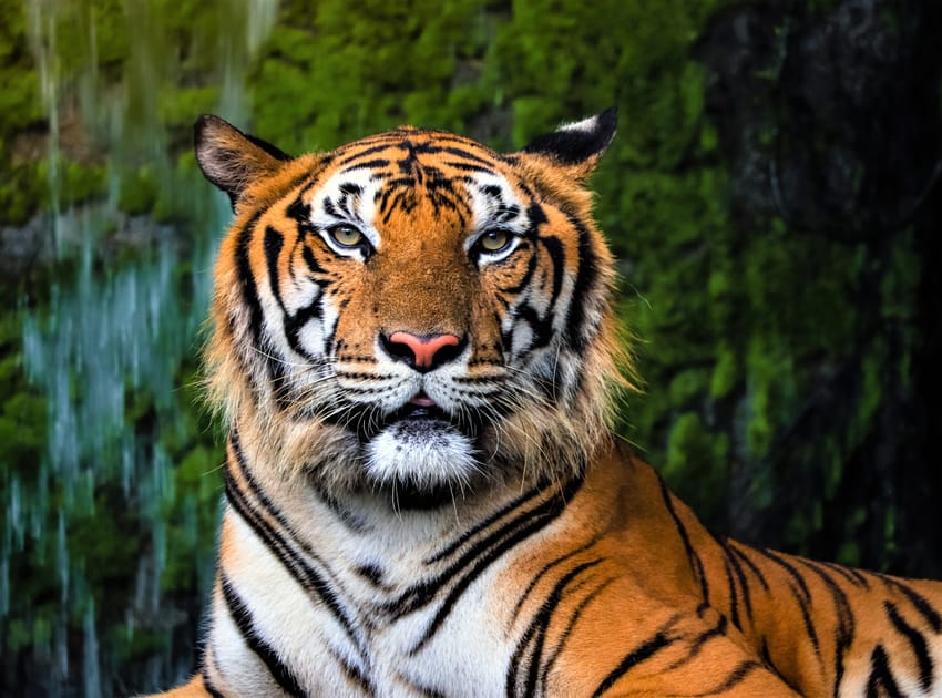US Senators Cite Tiger King in Big Cat Ban | Engoo Daily News