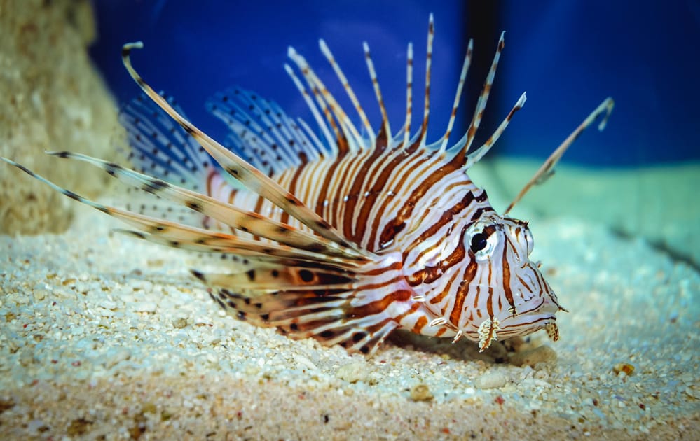 Underwater Robot Hunts Lionfish to Protect Coral Reefs | Engoo Daily News