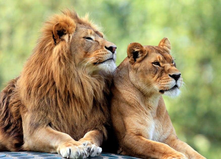 Study: Most Female Mammals Live Longer | Engoo 每日新闻