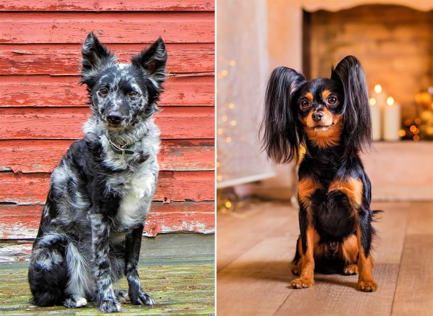 American Kennel Club Adds 2 Dog Breeds | Engoo 每日新聞