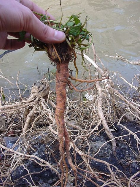 The Secret Life of Roots | Engoo