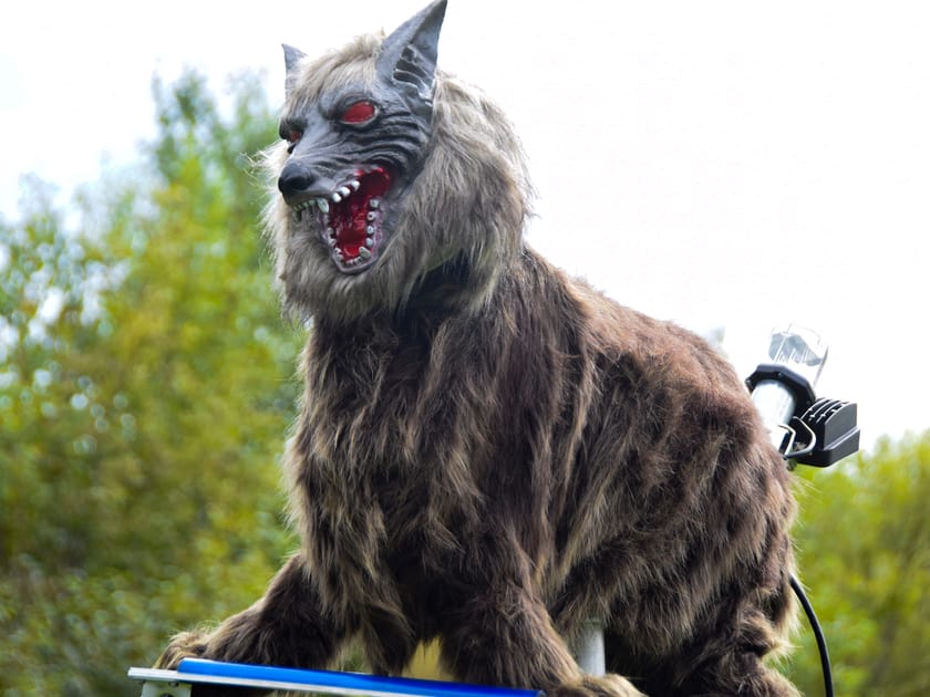 Robot Wolves Protect Japanese City from Bears | Engoo 每日新聞
