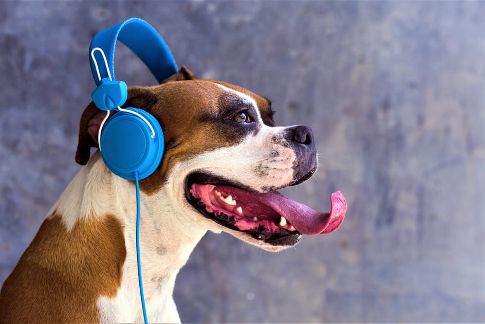 Spotify Launches Playlists for Pets | Engoo 每日新聞