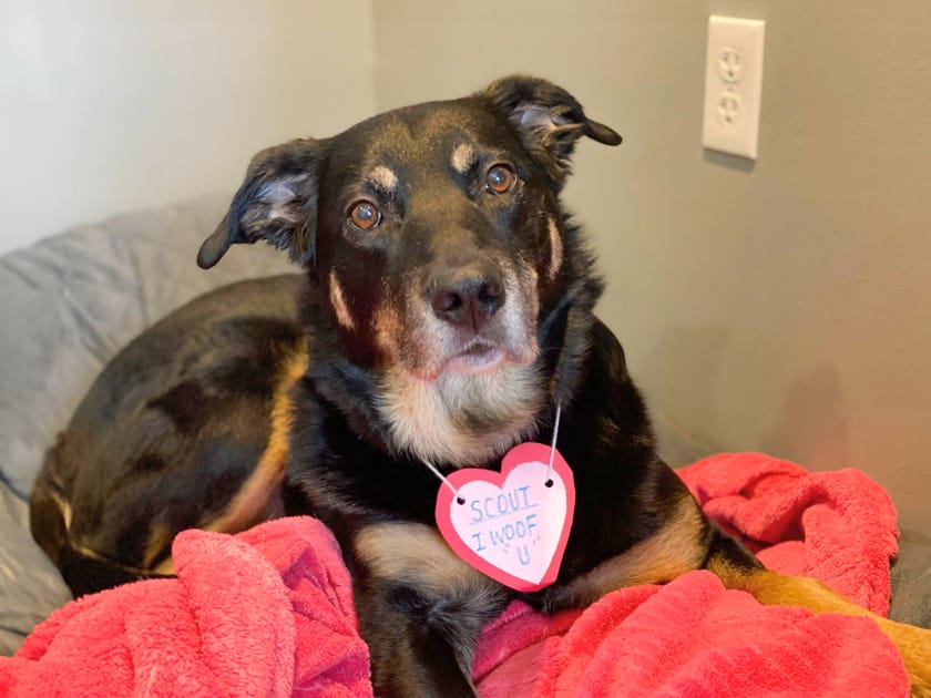 Stray Dog Becomes Care Home Hero | Engoo 每日新聞