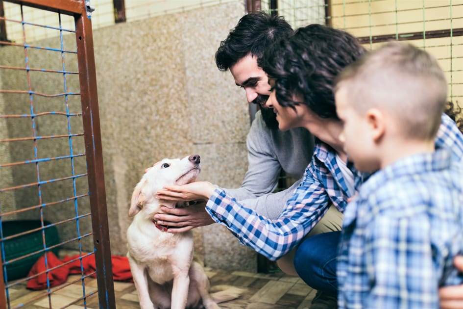 Pandemic Sees Jump in Americans Fostering Animals | Engoo 每日新聞