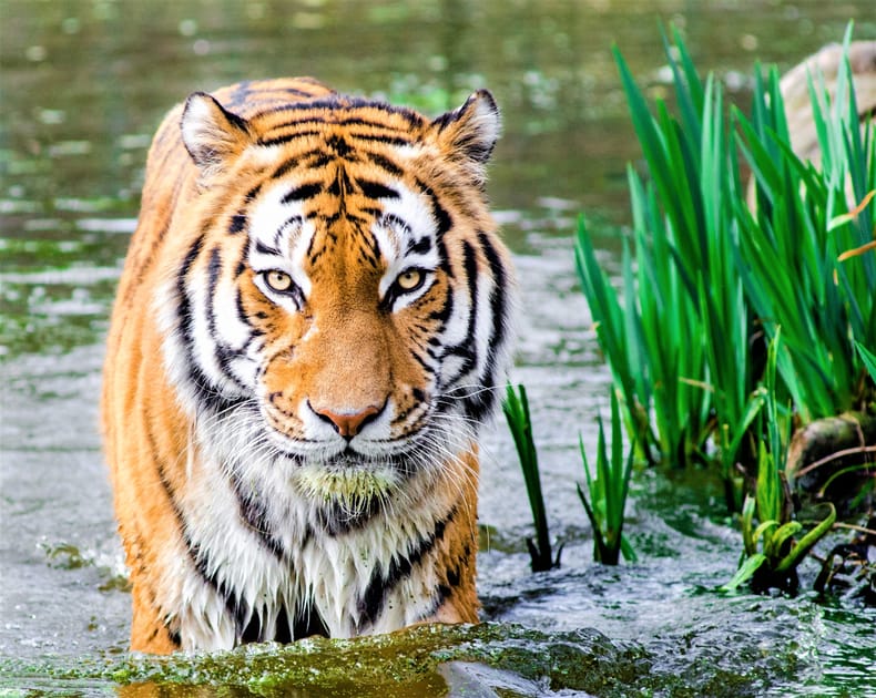 Number of Wild Tigers Rising in 5 Countries | Engoo 每日新聞