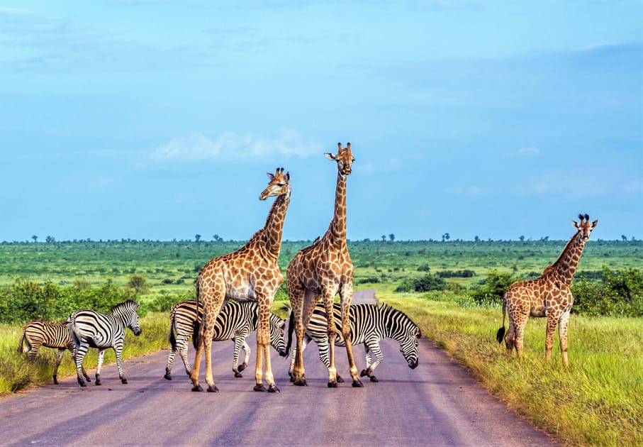 'Virtual Safaris' Gain Viewers as Animals Take Over Parks | Engoo Daily ...