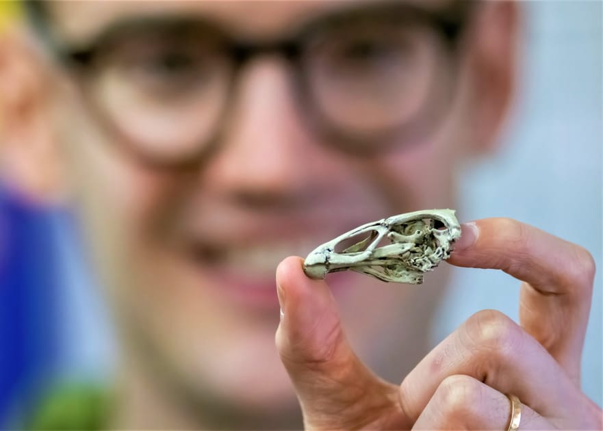 'Wonderchicken' May Be Oldest Bird Fossil | Engoo 每日新聞