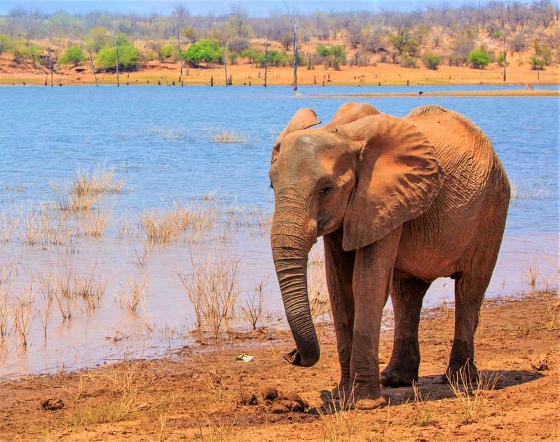 elephant evolving without tusks