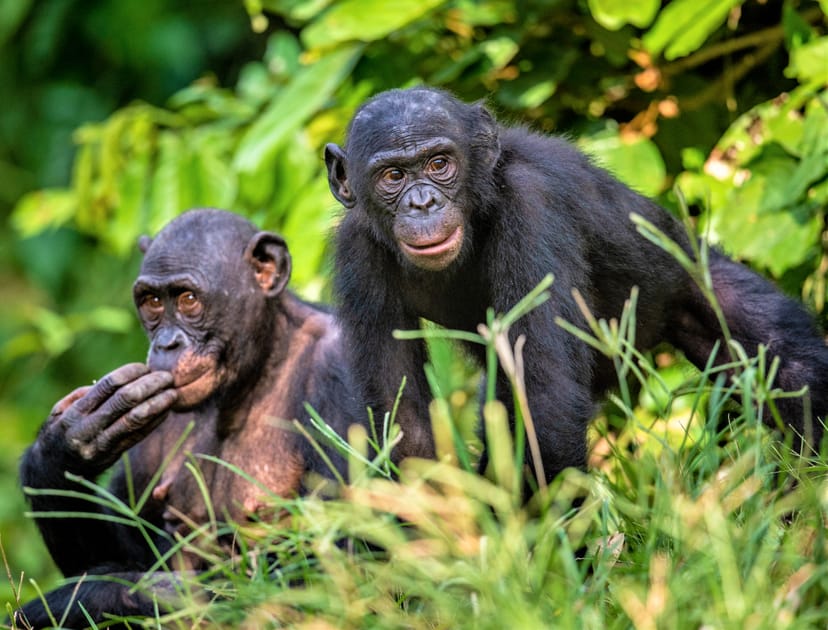 Some Apes Say 'Hello' and 'Goodbye' Much Like Humans | Engoo 每日新聞