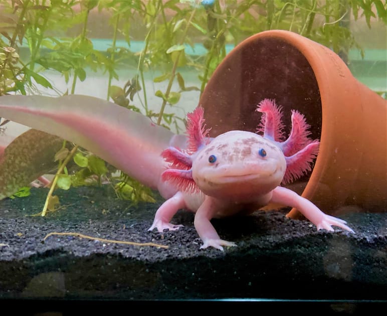 Buy an Axolotl Dinner, Save It from Extinction | Engoo 每日新聞