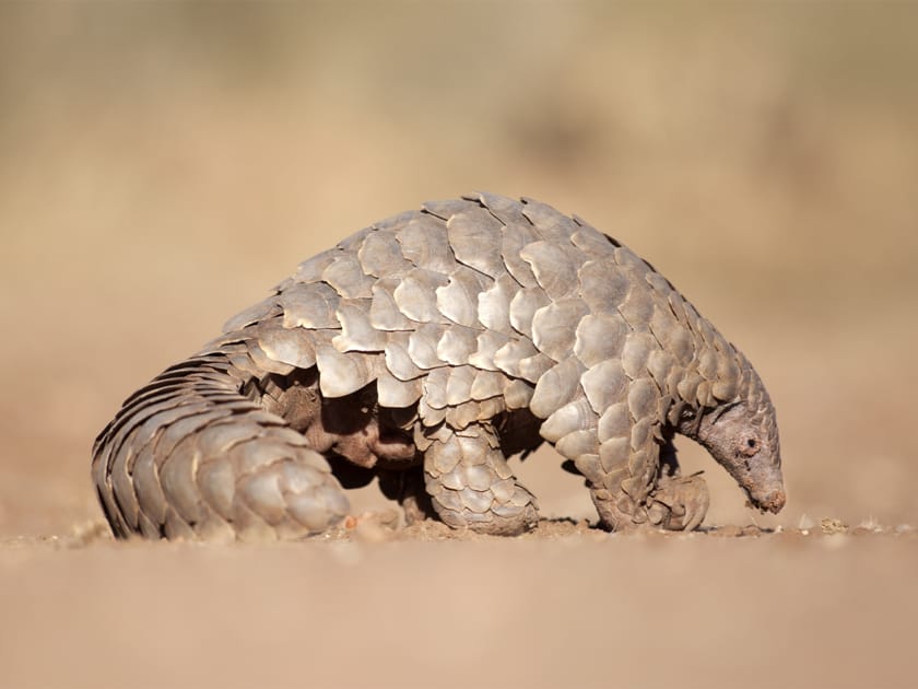 pangolin armor strength