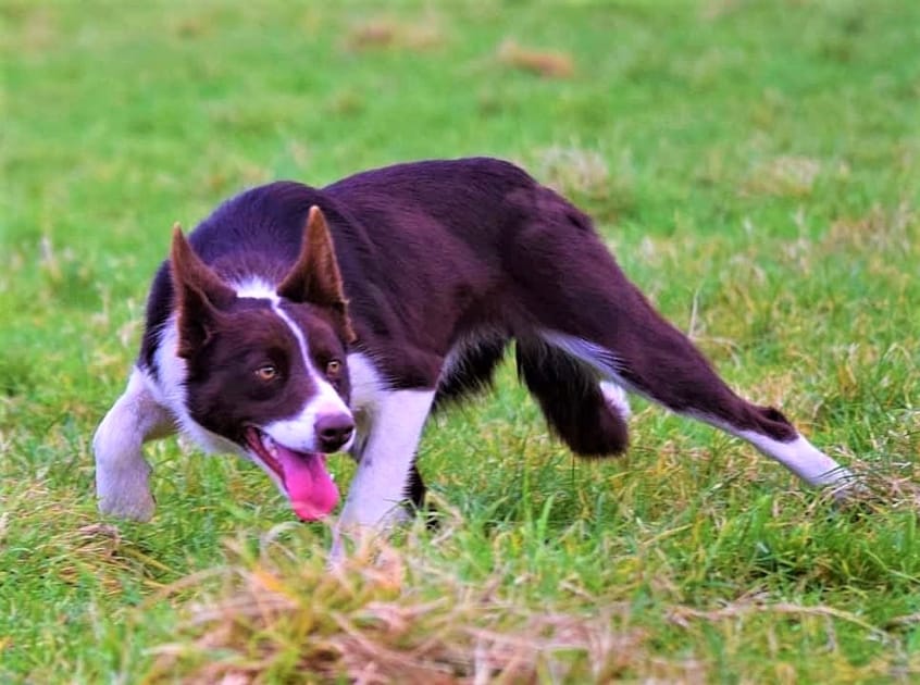 Sheepdog Sells for Record $37,000 | Engoo 每日新聞