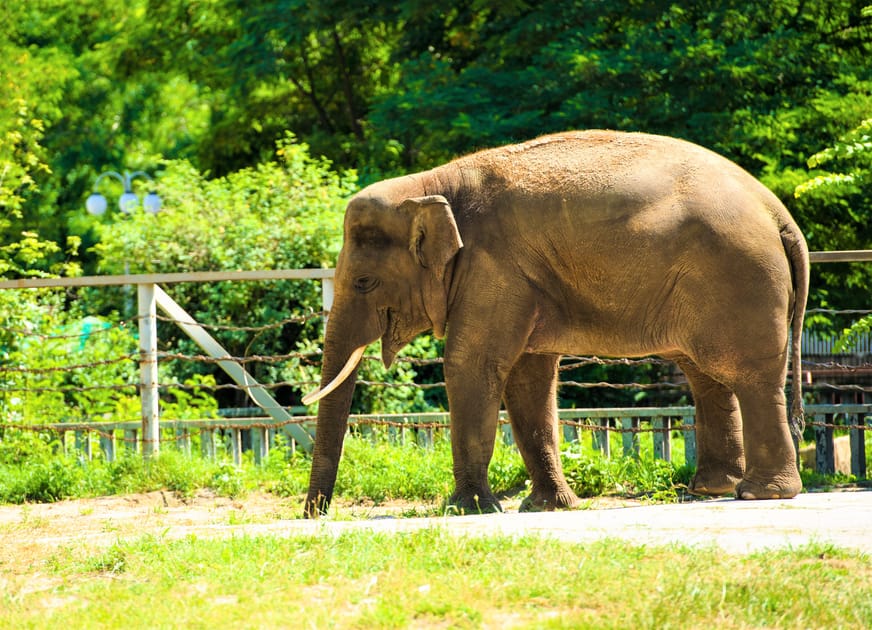 UK May Ban Zoos From Keeping Elephants | Engoo Daily News