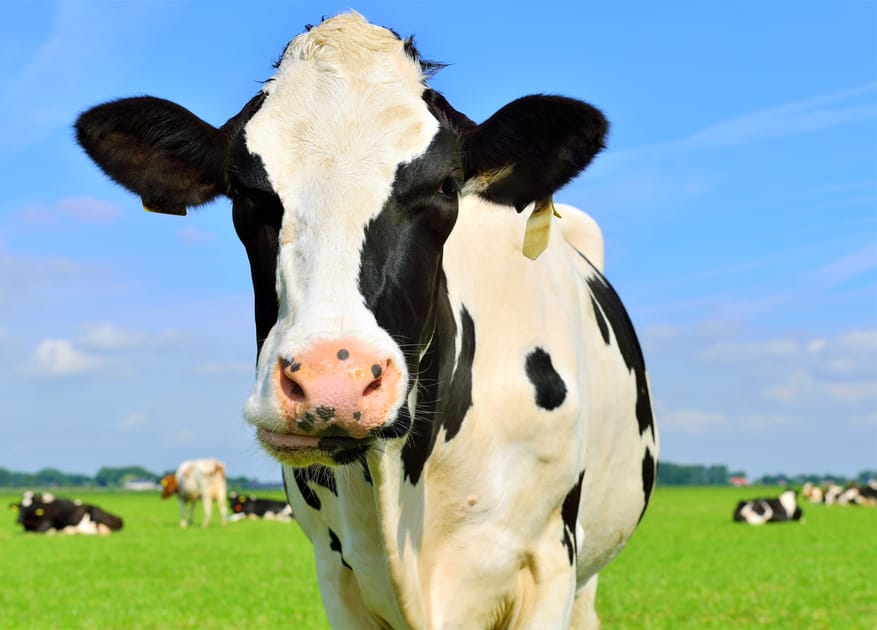 Pig or Pork? Cow or Beef? | Engoo Daily News